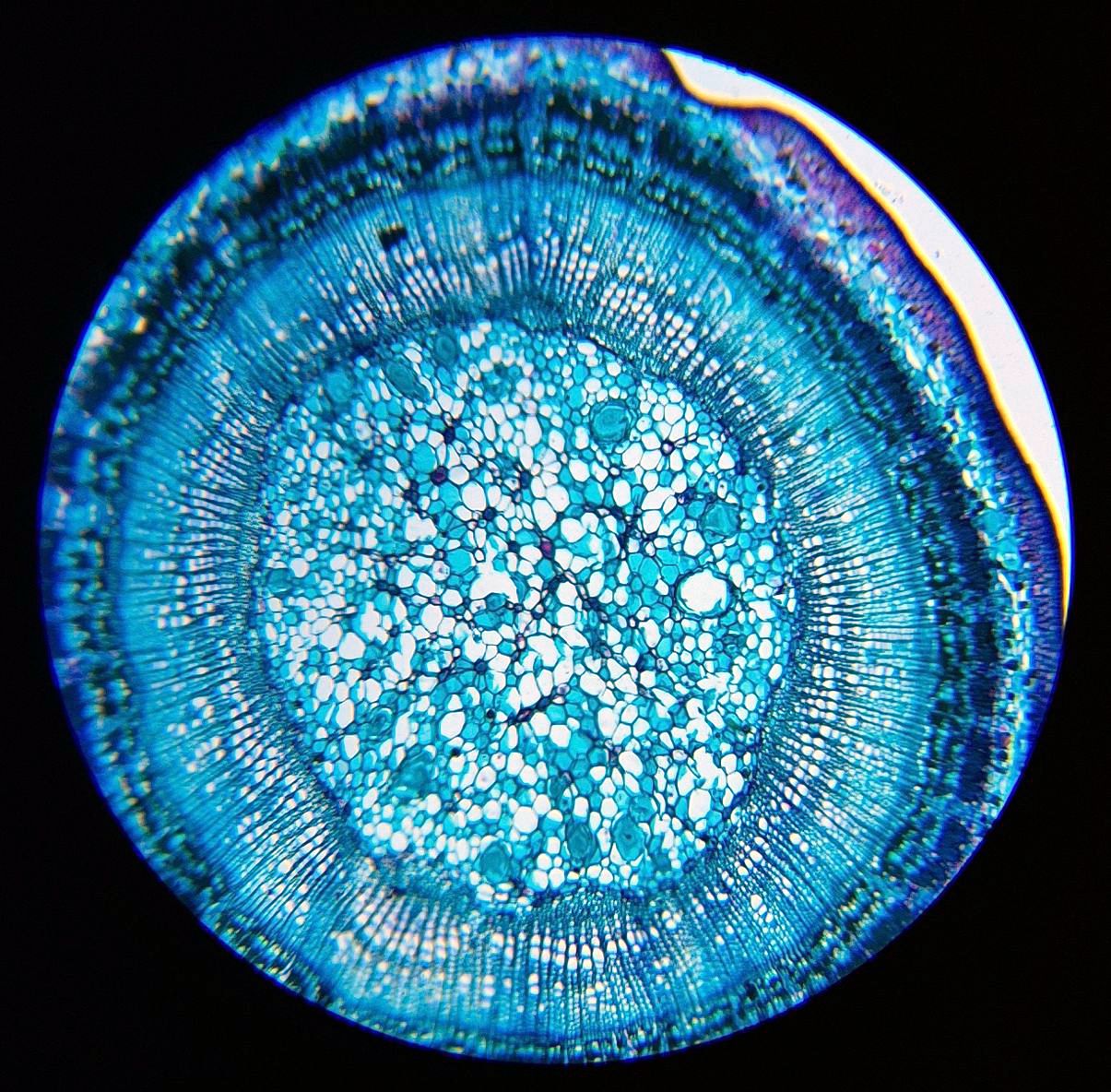No.14 Stem of xylophyta dicotyledon